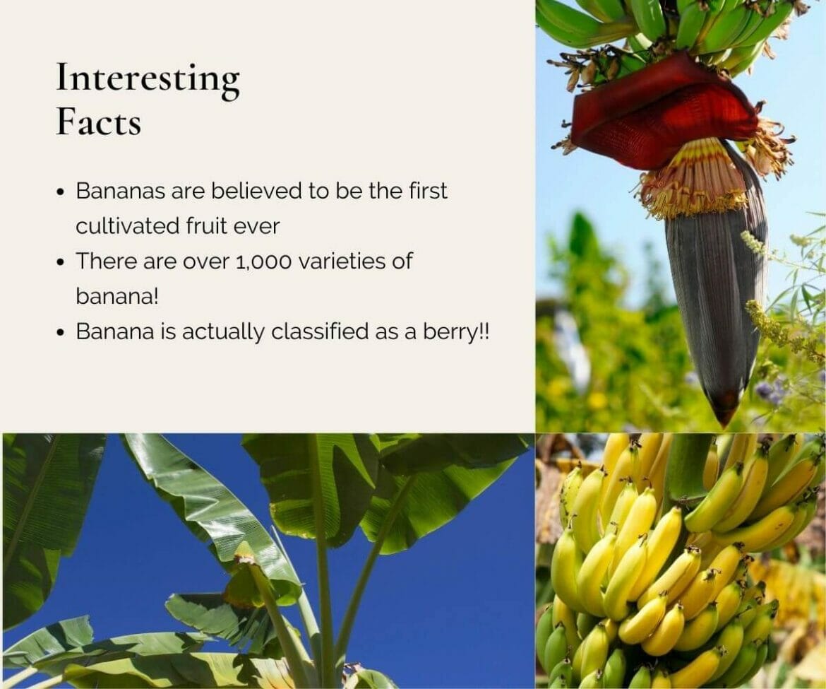 Edible Parts Of Banana Plant, Health Benefits & How To Use